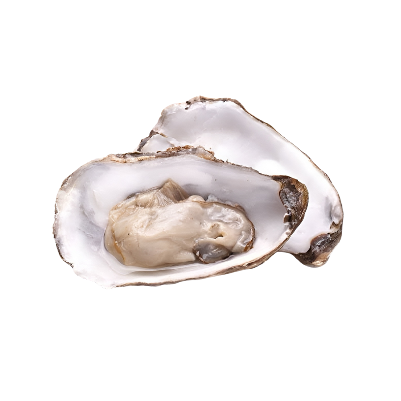 Ostión San Blas – Cibus Aliados Marinos