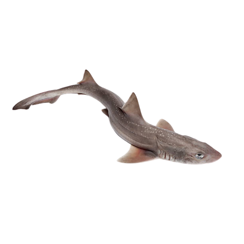 Cazón Entero – Cibus Aliados Marinos