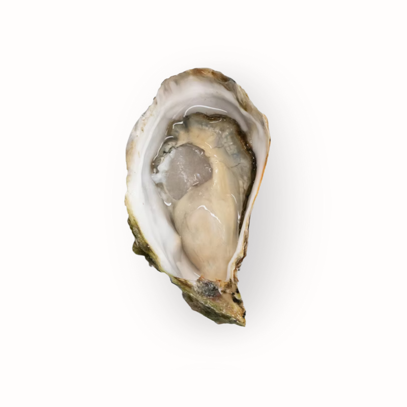 Ostión Tradicional – Cibus Aliados Marinos