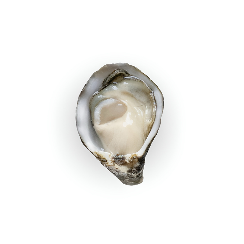 Ostión Ceniza – Cibus Aliados Marinos