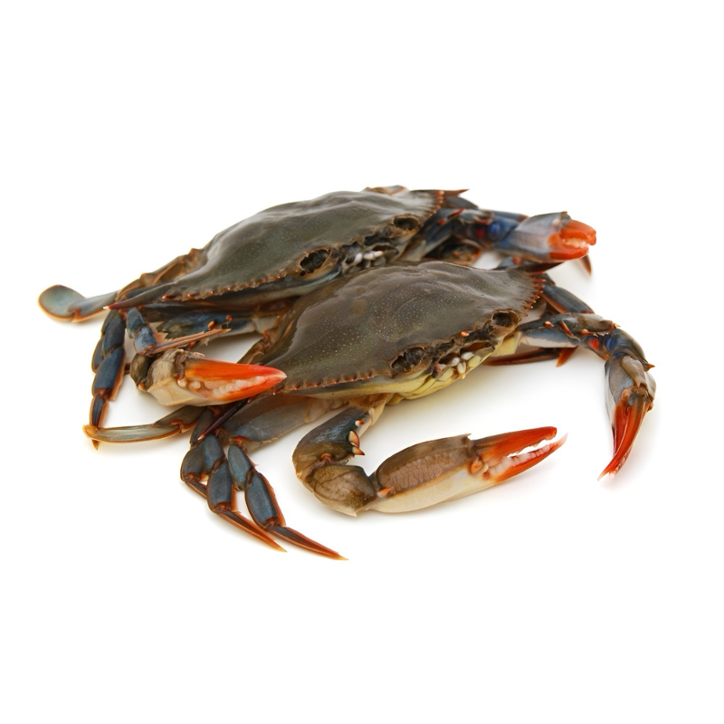 Jaiba Concha Suave – Cibus Aliados Marinos